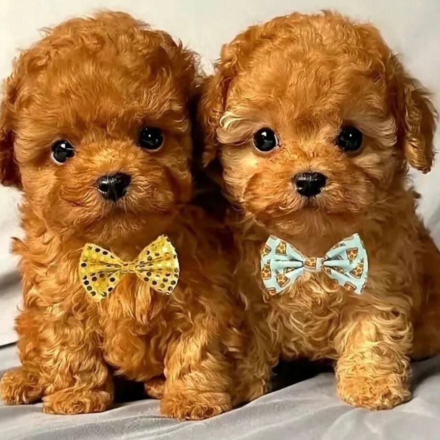 Мальтипу, щенок