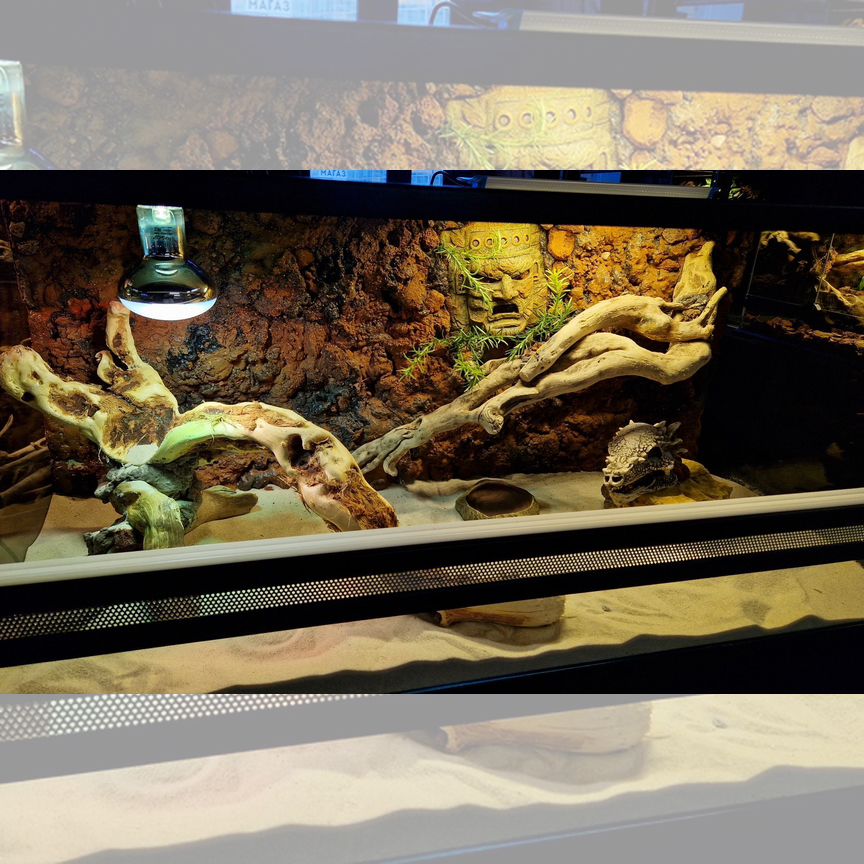 Террариумы с оформлением в наличии