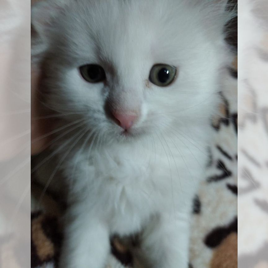 Отдам котенка в заботливые руки