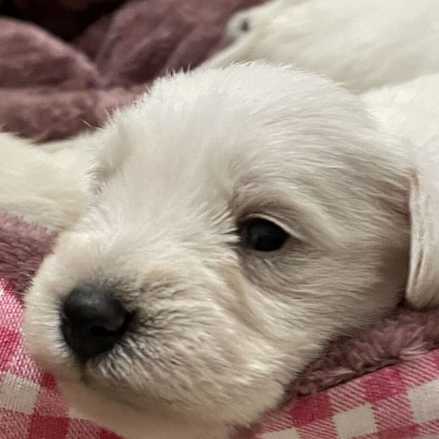 Цвергшнауцер, щенок