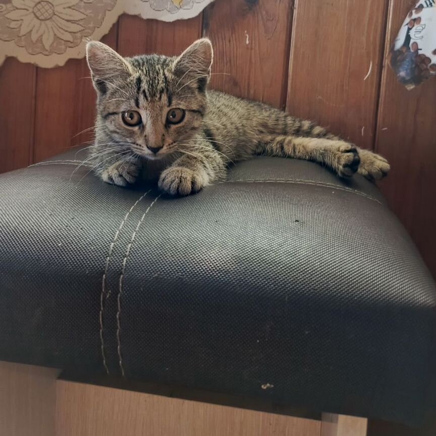 Котята