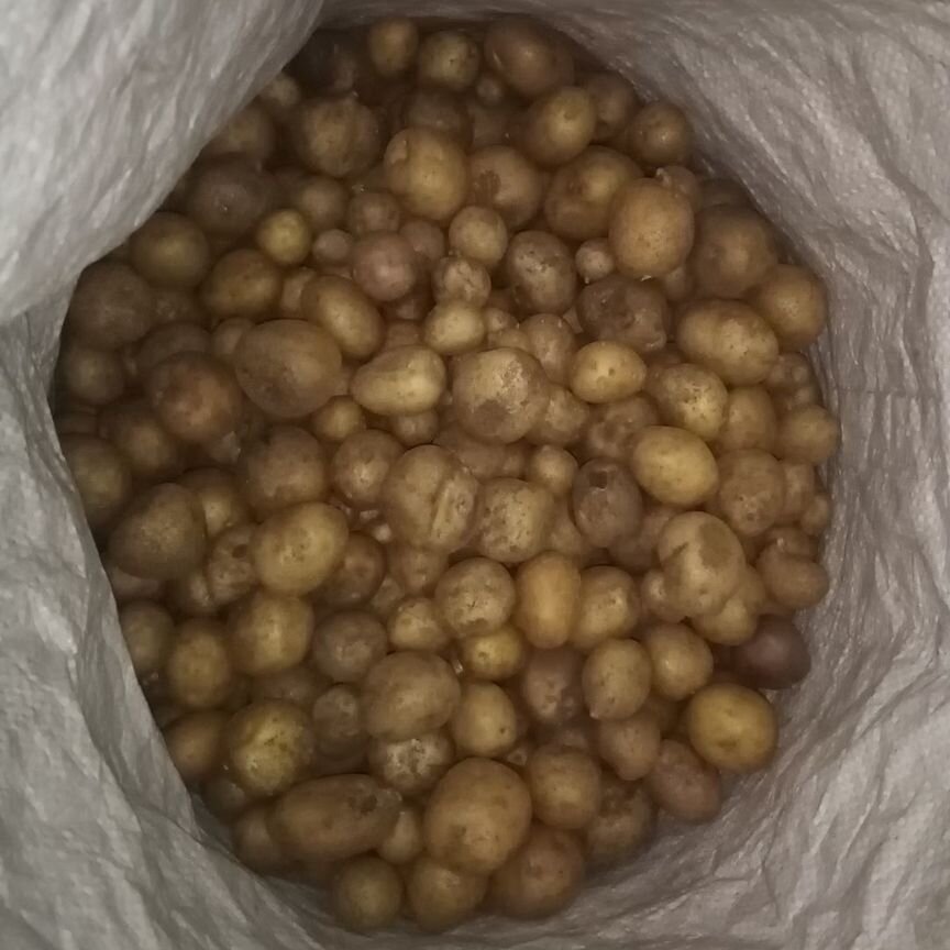 Картофель на корм скоту