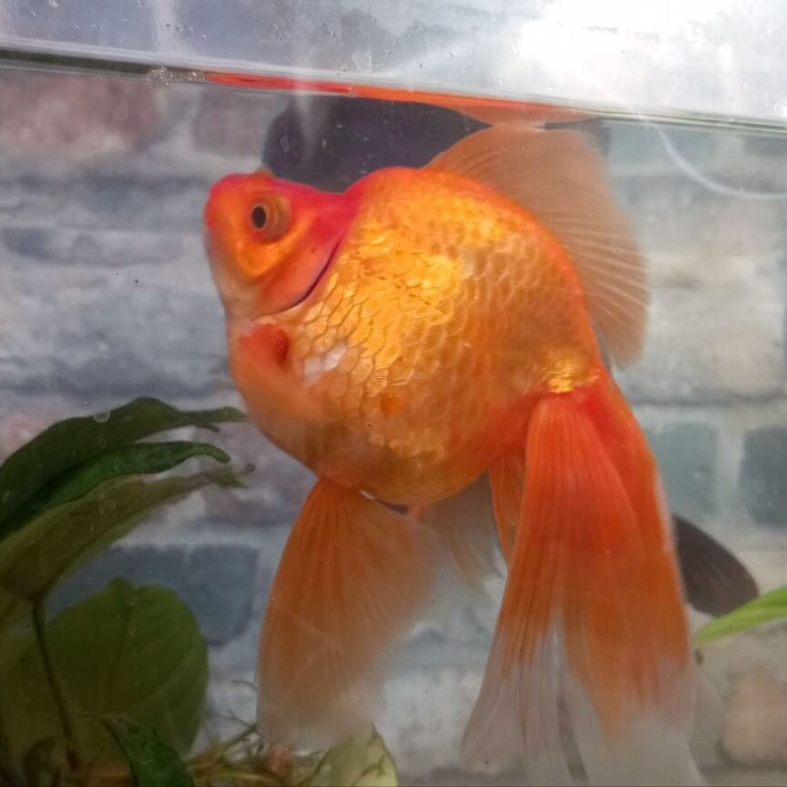 Золотые рыбки