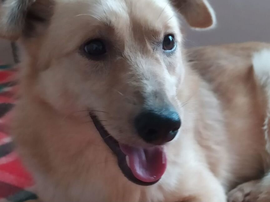 Маленький Амурчик