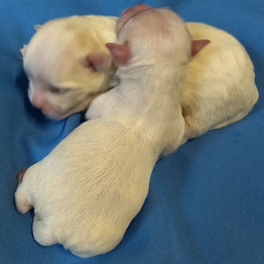 Мальтийская болонка(мальтезе)