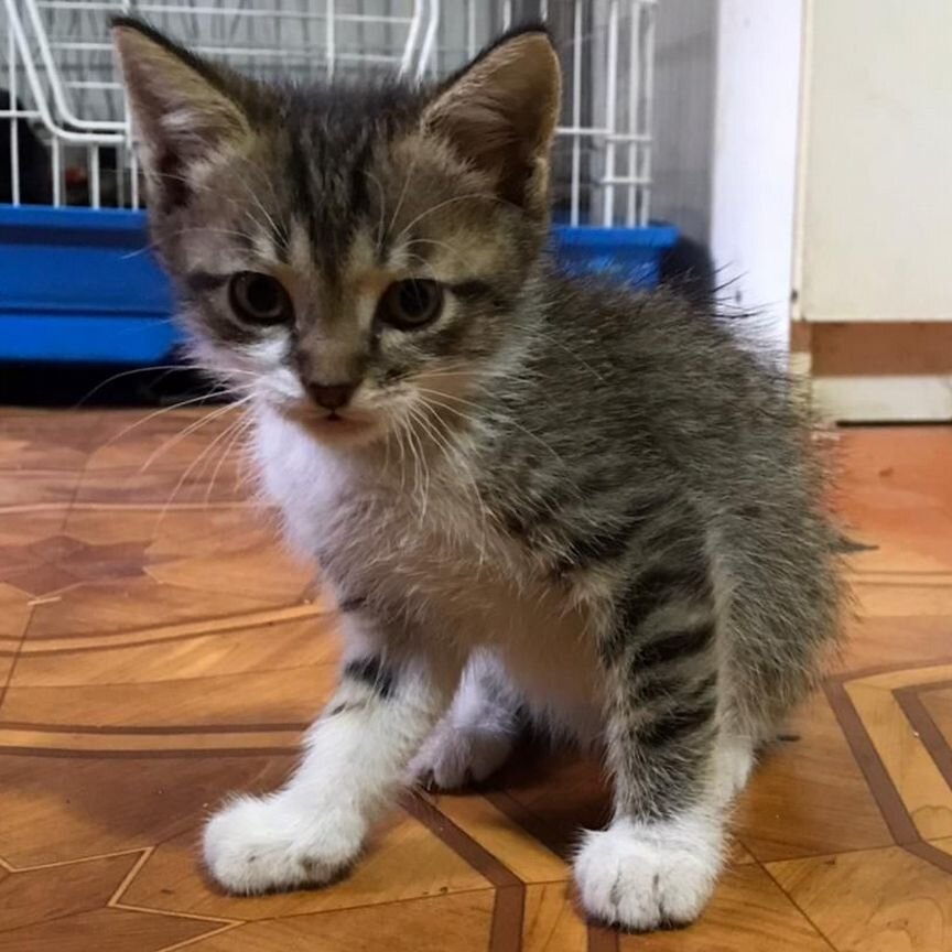 Отдам котять в добрые руки