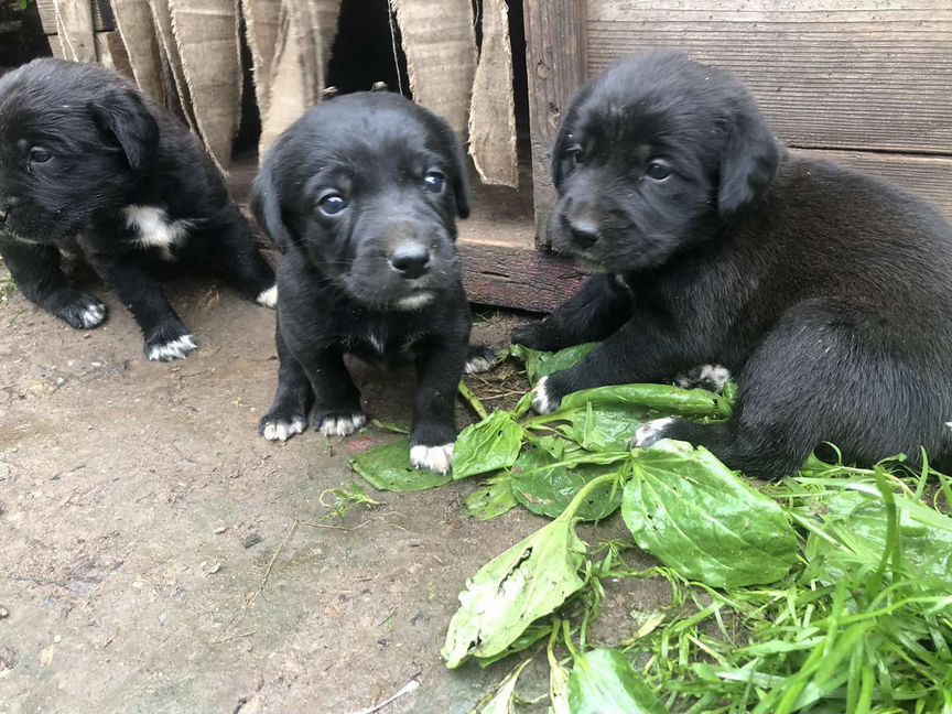 Щенки лабрадора