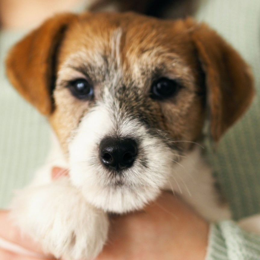 Джек-рассел-терьер, щенок