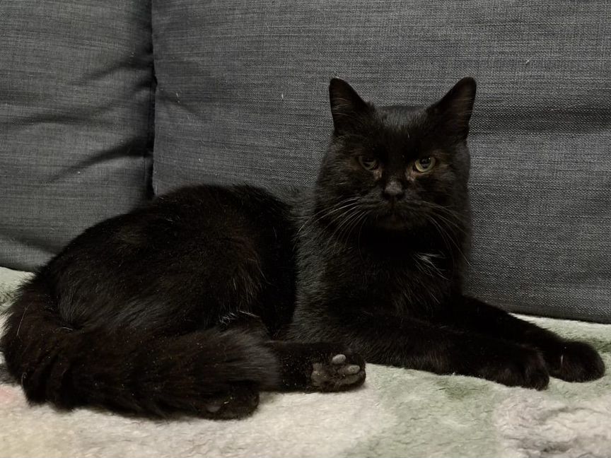 Котик