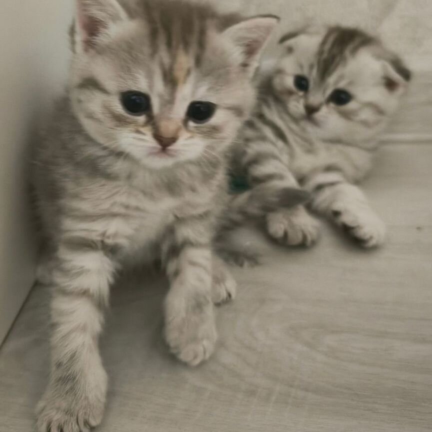 Котята шотландские