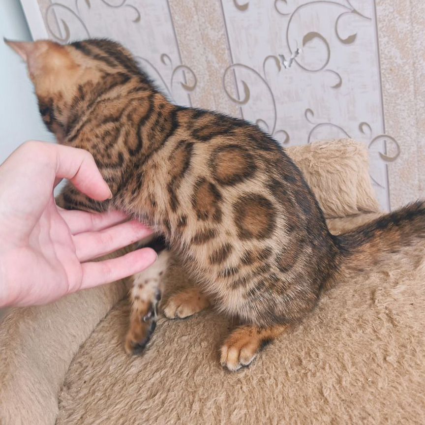 Бенгальские котята