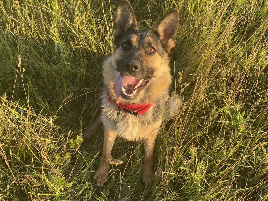 Немецкая овчарка вязка сучка