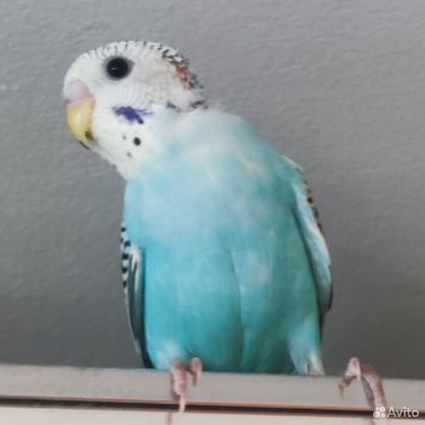 Волнистый попугай