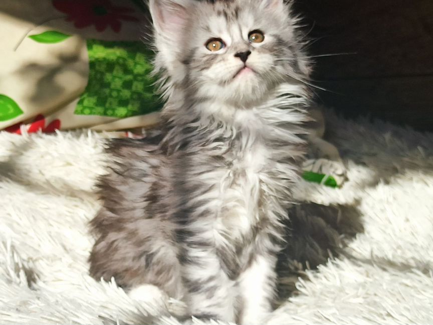 Котёнок мейн-кун