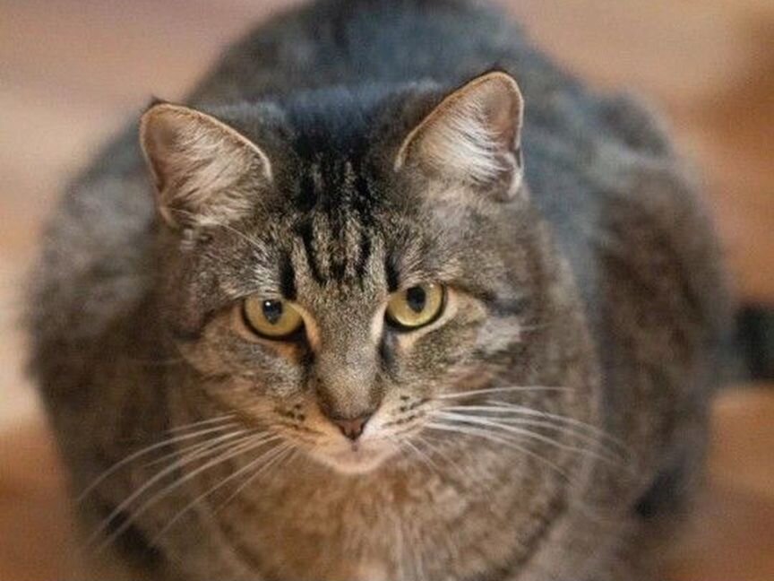 Прекрасная кошечка Чупа-чупс ищет свою семью