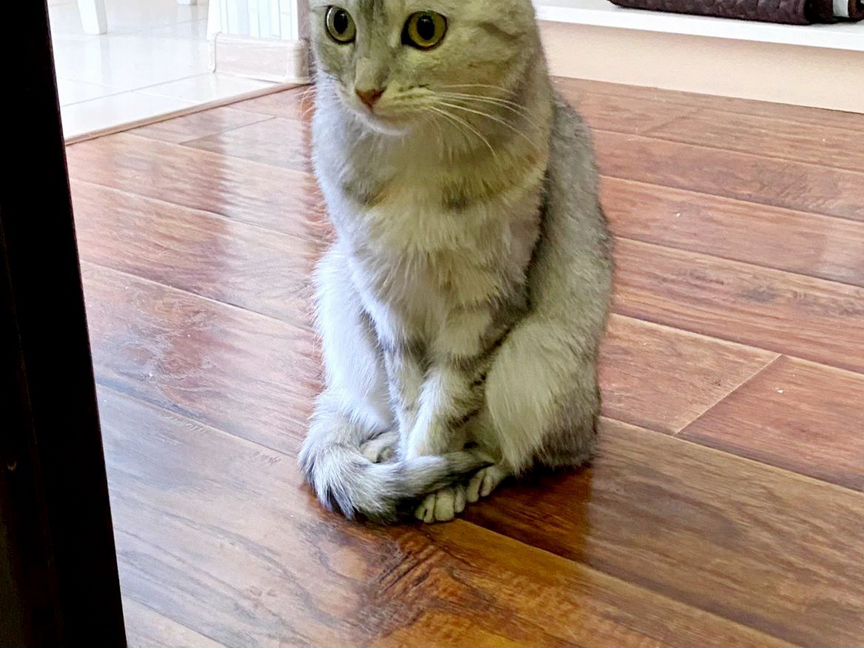 Кошечка молодая в поиске дома