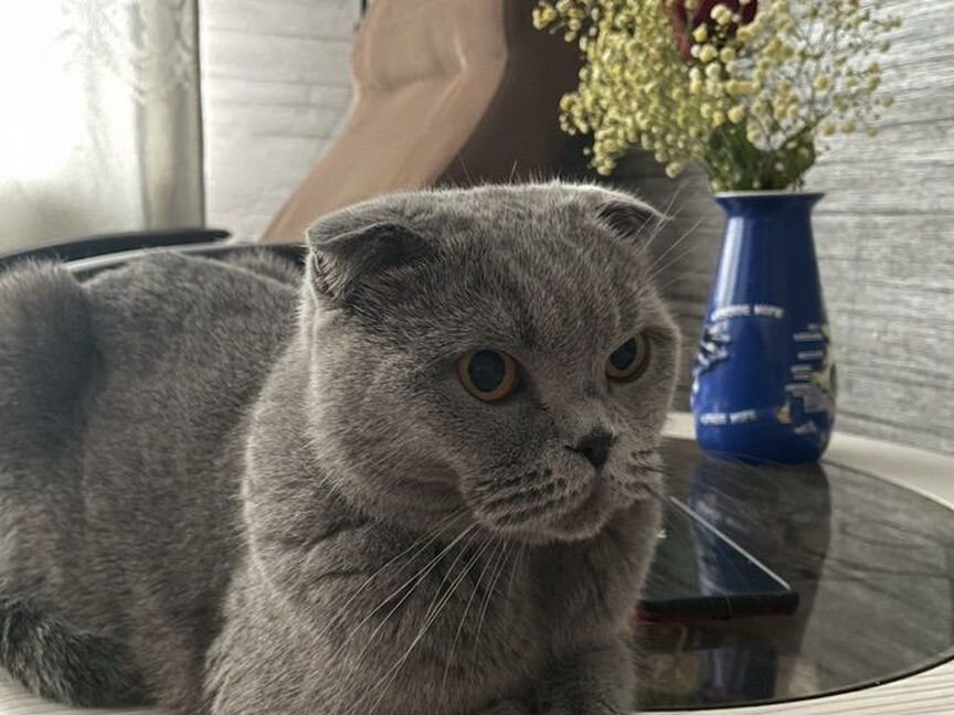 Кошка