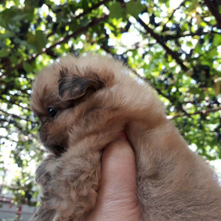 Щенки пекинеса