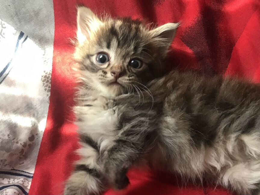Котёнок в добрые руки