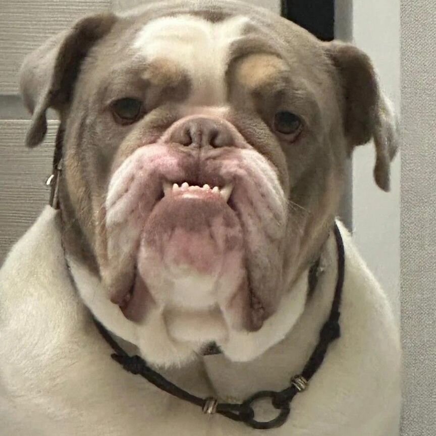 Английский бульдог, щенок