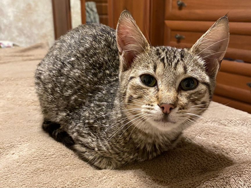 Ласковая кошка