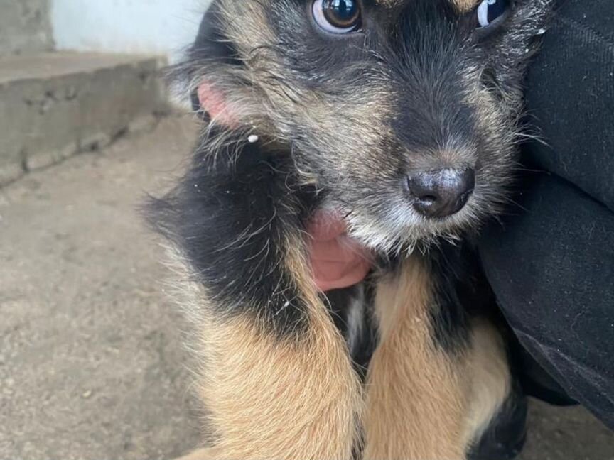 Собака в добрые руки отдам бесплатно