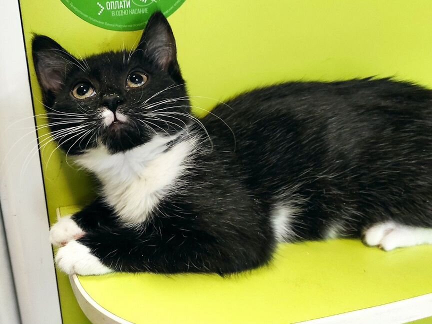 Видео смешная мося девчуля 2 мес в зоотоварах