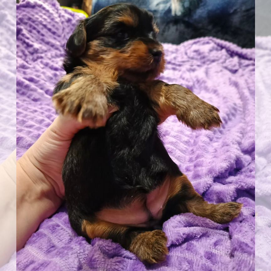 Йоркширский терьер, щенок