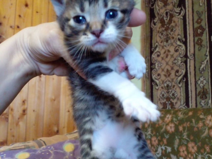 Котята мальчики тигров и рыж в добрые руки