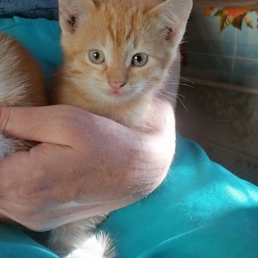 Малышка Алиса 1,5 мес