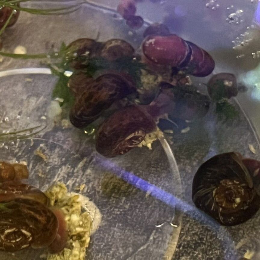 Улитки ампулярии (молодь)