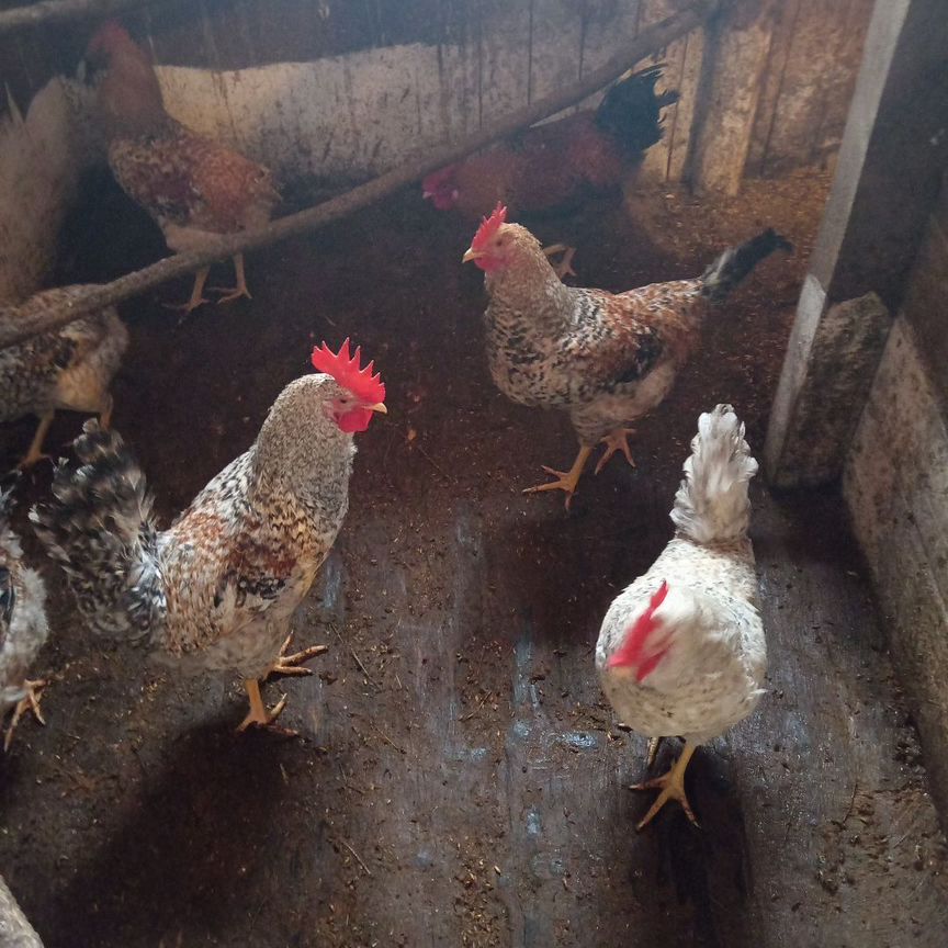 Молодые петушки