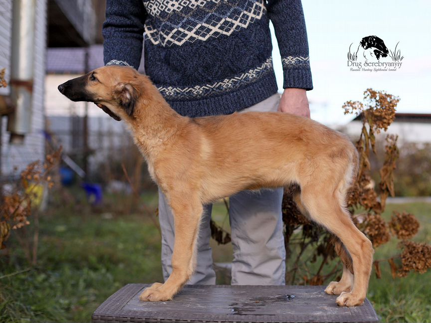 Русская борзая кобель