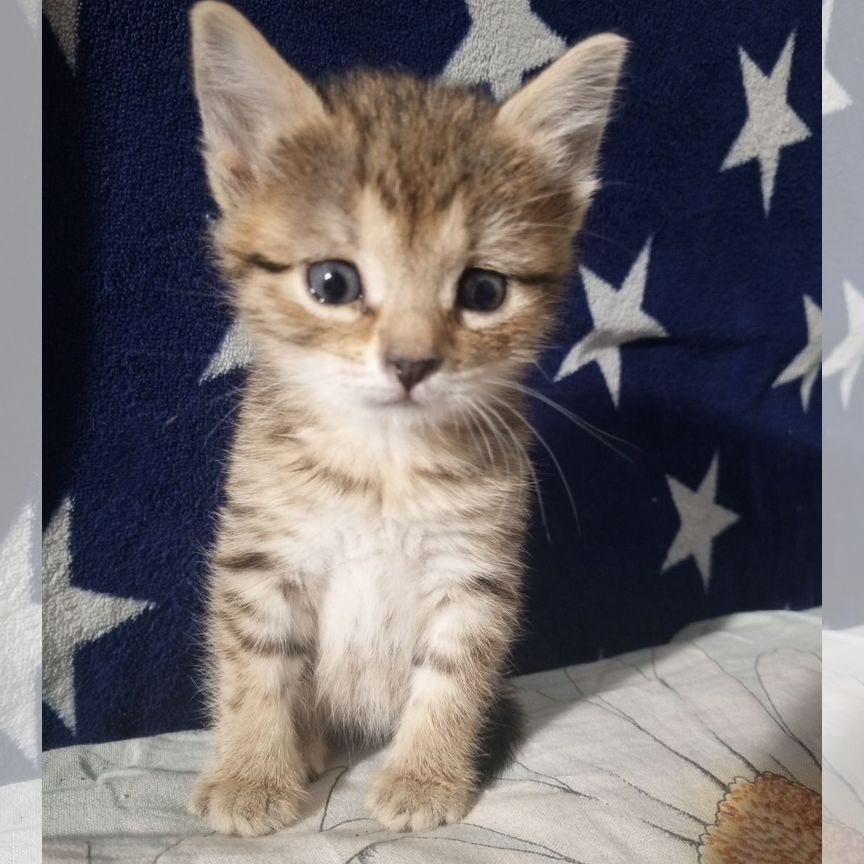 Котёнок в добрые руки