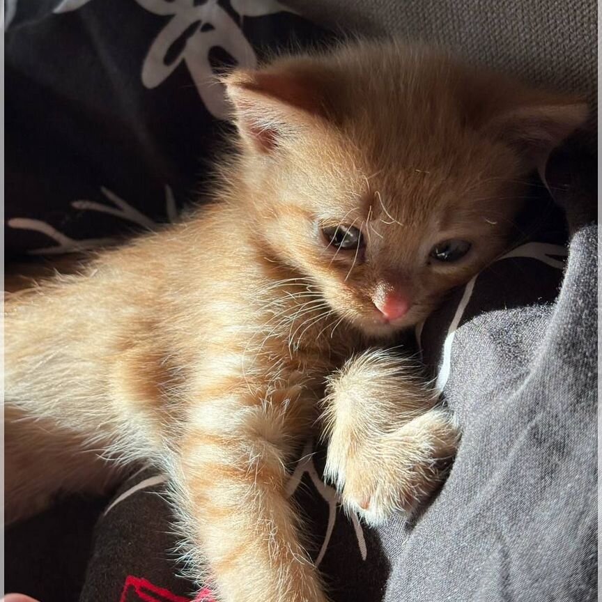 Котёнок в добрые руки