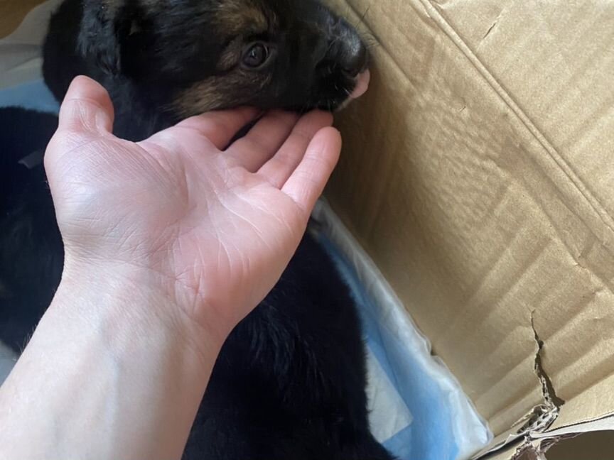 Отдам в добрые руки