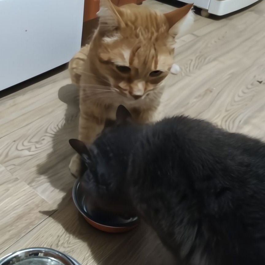 Взрослый кот в добрые руки