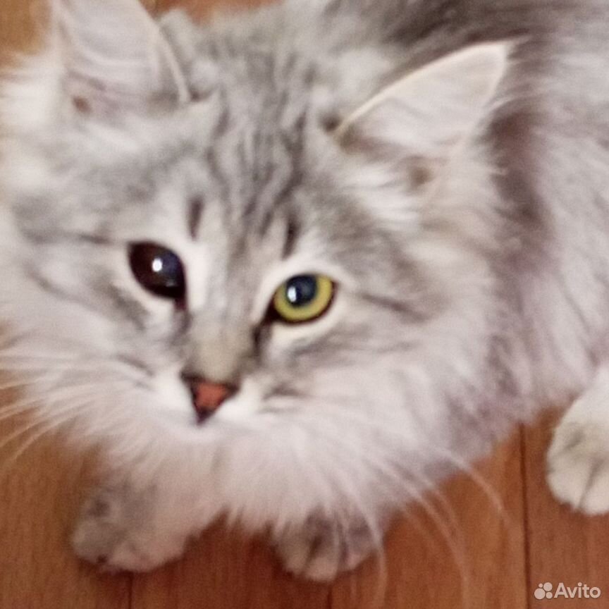 Котик 6мес.в добрые руки