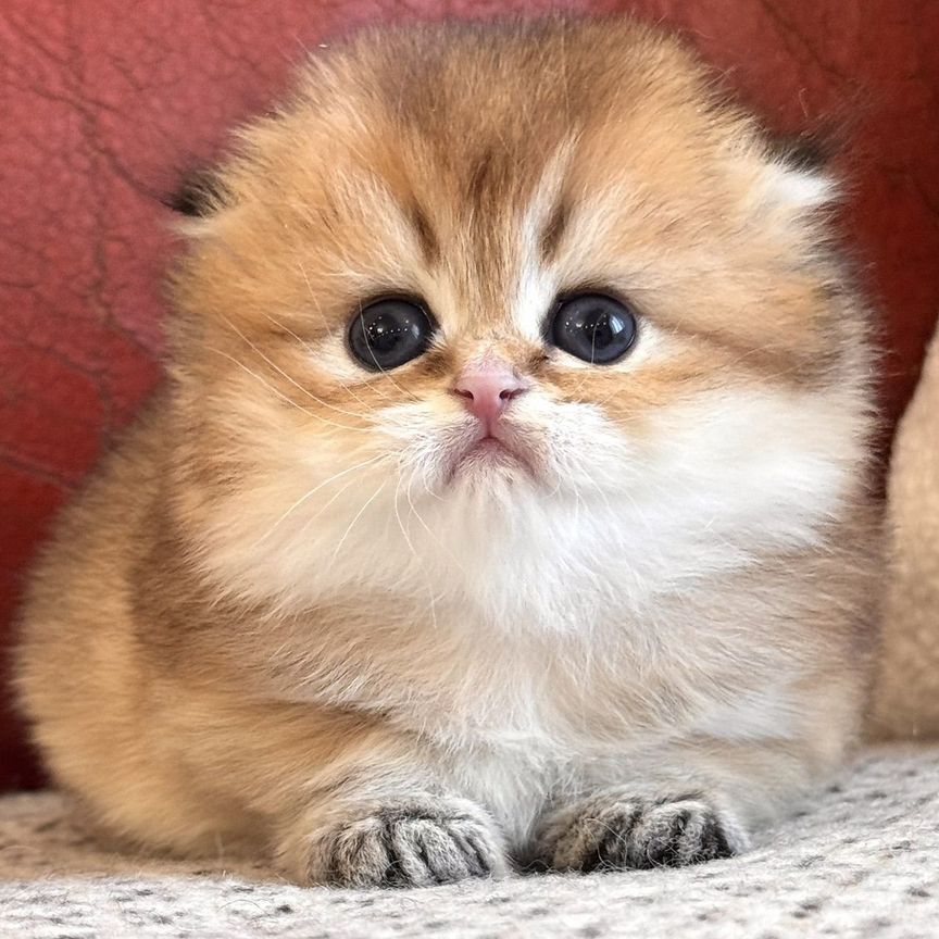 Шотландский вислоухий длинношёрстный котёнок