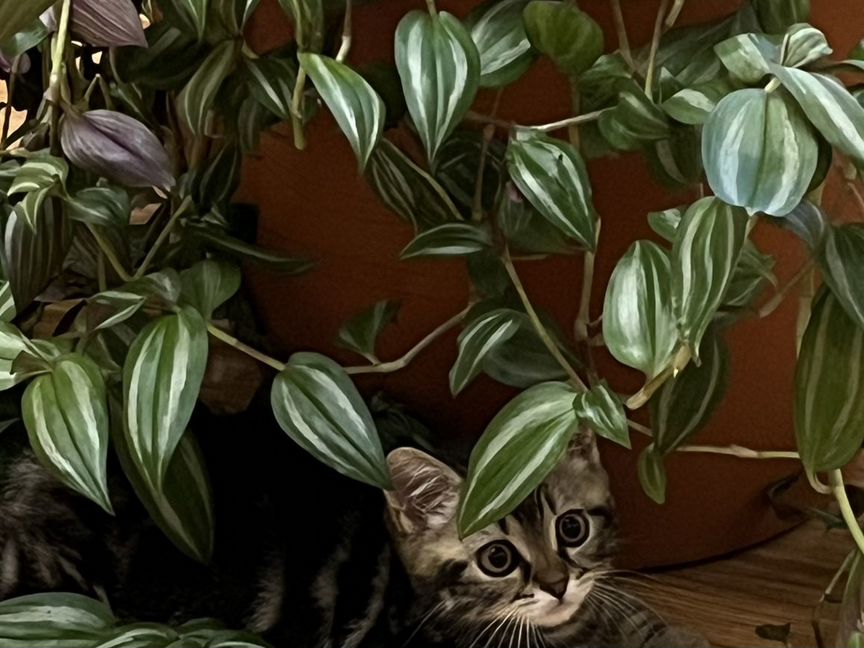 Отдам полупородистого котика в добрые руки