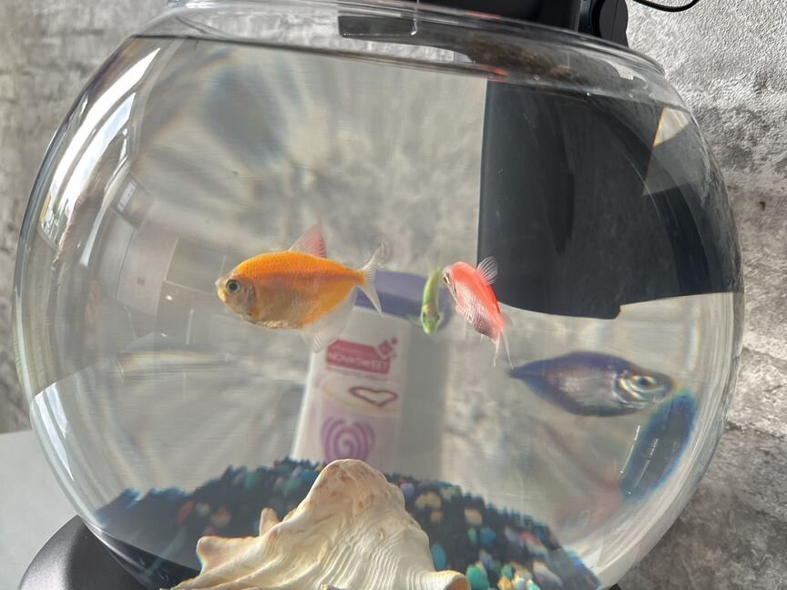 Отдам бесплатно рыбок