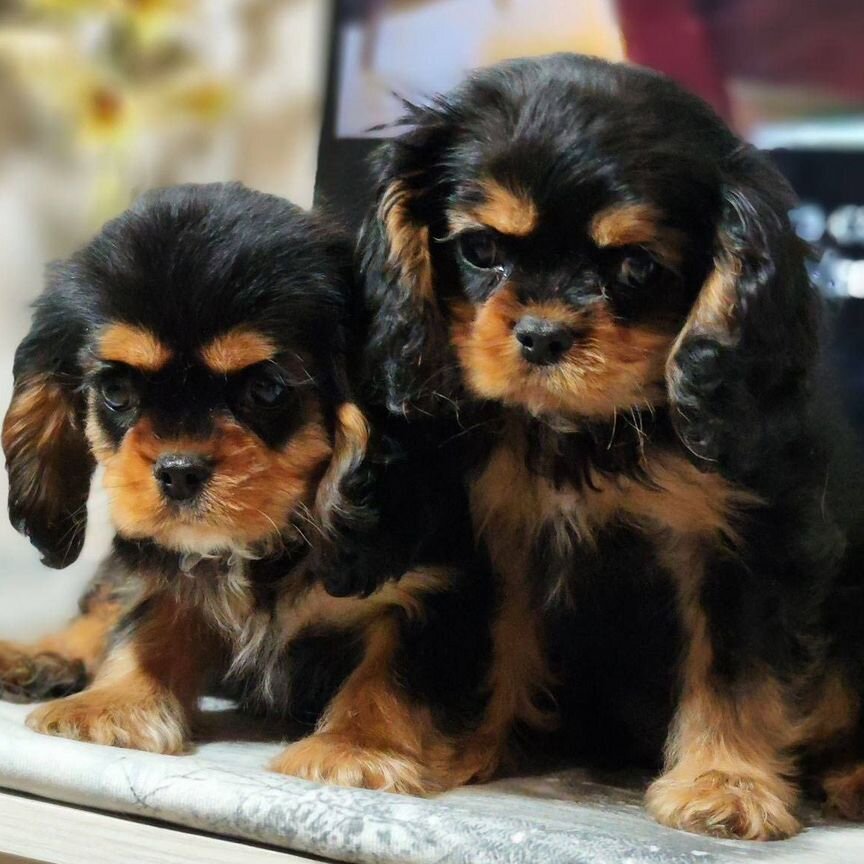 Кавалер кинг-чарльз-спаниель, щенок