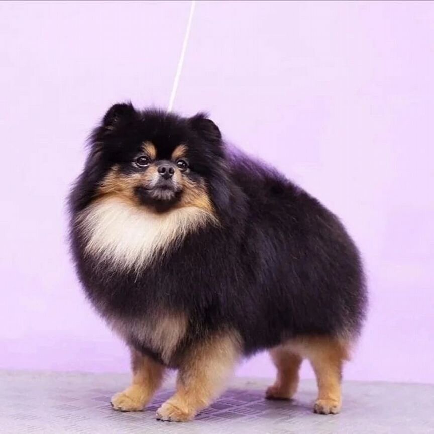 Отдам в добрые руки.Померанский шпиц