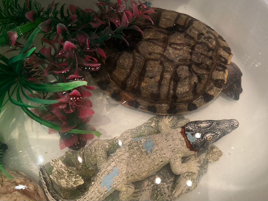 Отдам в добрые руки