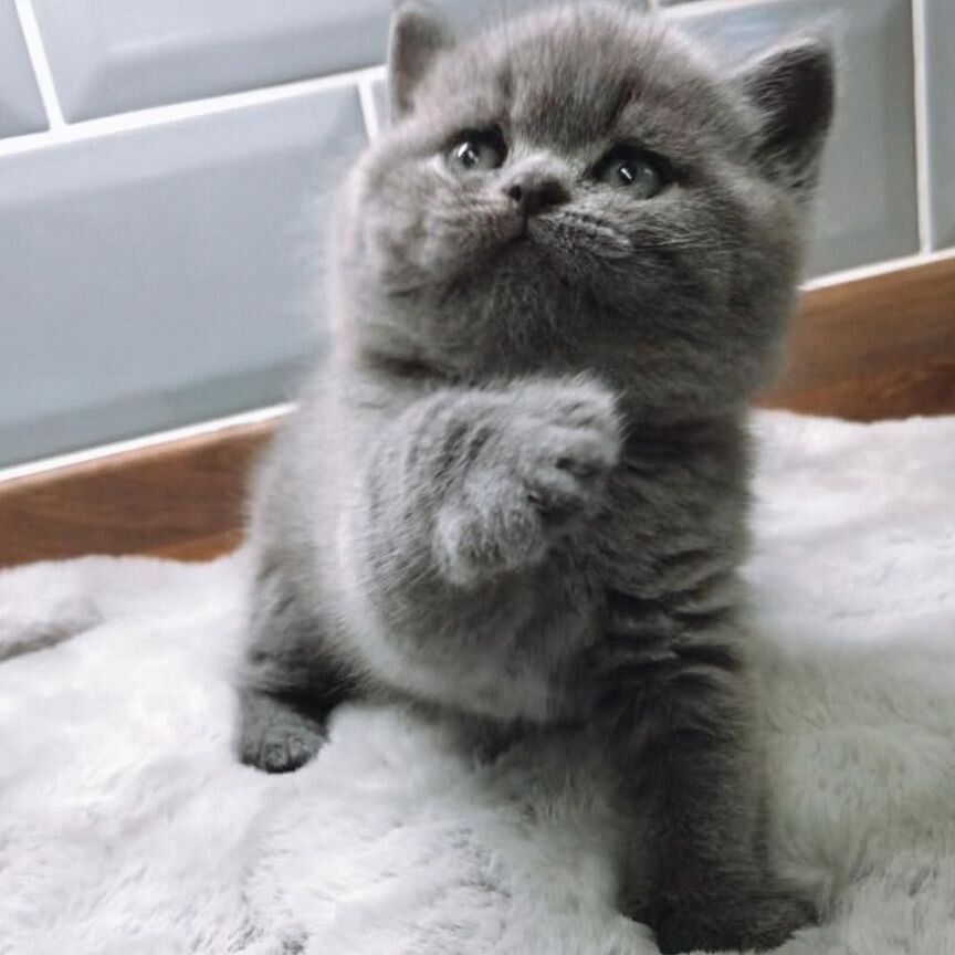 Британский короткошёрстный котёнок