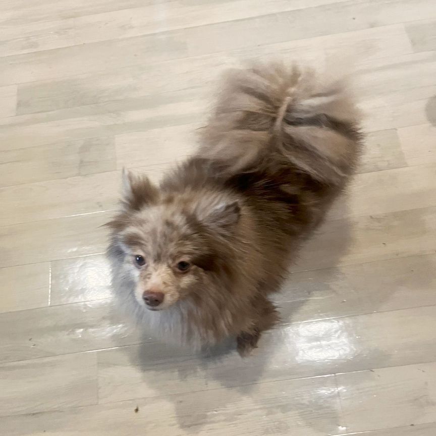 Продам шпица