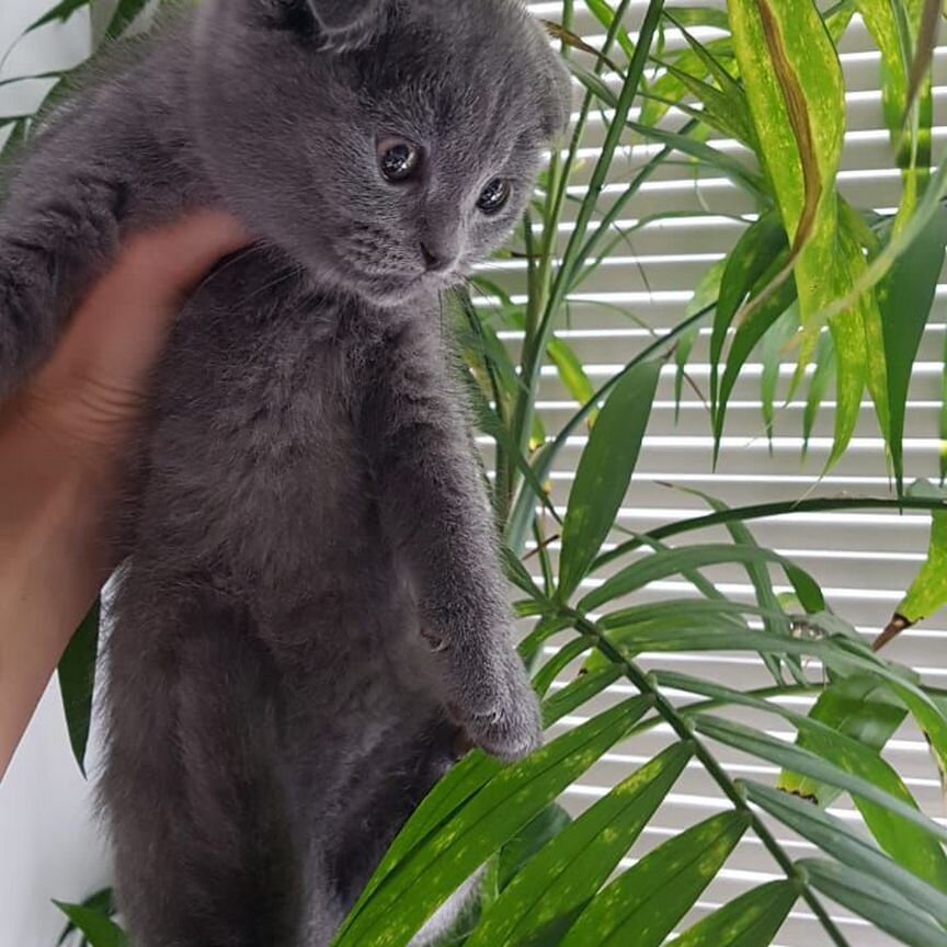 Шотландская вислоухая пушинка