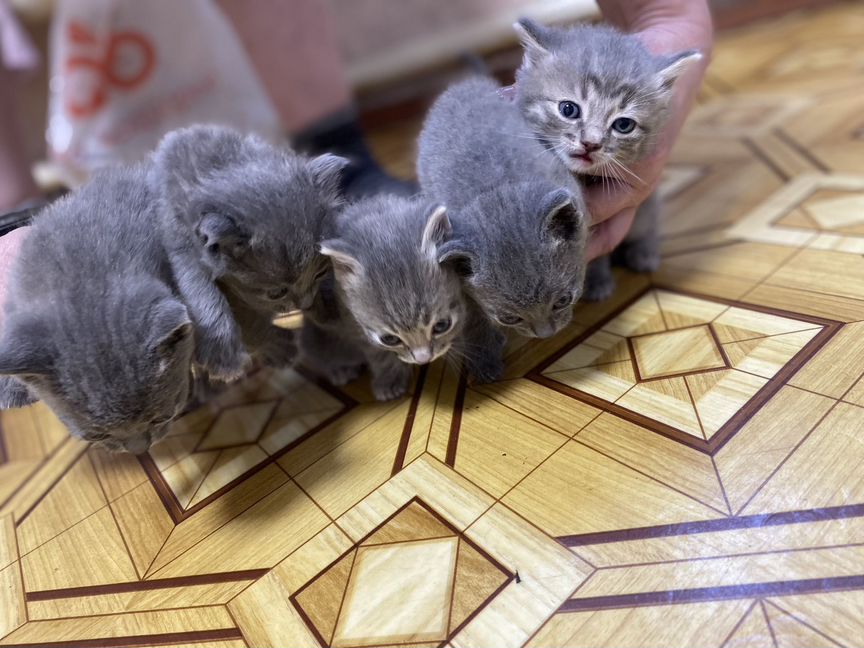 Котята в добрые руки, 3 мальчика, 2 девочки