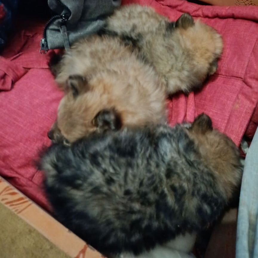 Померанский шпиц, щенок