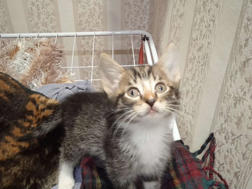 Котенок мальчик и девочка